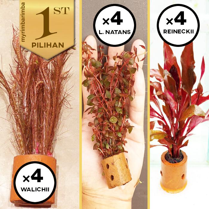 Jual 12 Pot Tanaman Aquascape Merah: Reineckii, L. Natans, Rotala ...