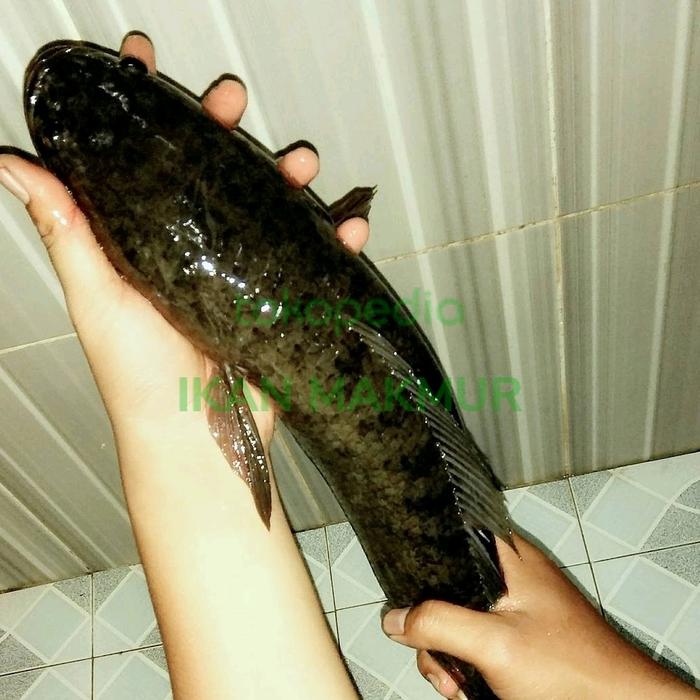 Jual Ikan Gabus Segar Fresh - 1 Kg - Jakarta Selatan - IKAN MAKMUR ...