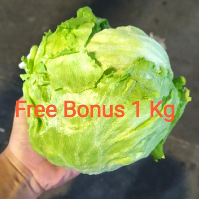 Promo Lettuce Head - lettuce Iceberg + Gratis Bonus 1 kg - Jakarta ...