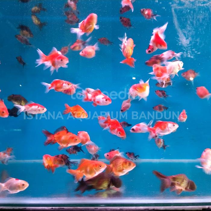 Jual ikan mas koki baby - Kota Bandung - ISTANA AQUARIUM BANDUNG ...