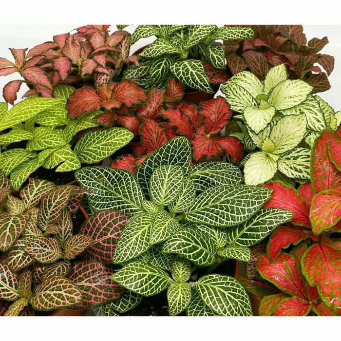 Jual Fittonia mini tanama hias tanaman terarium tanaman vivarium - Kota ...