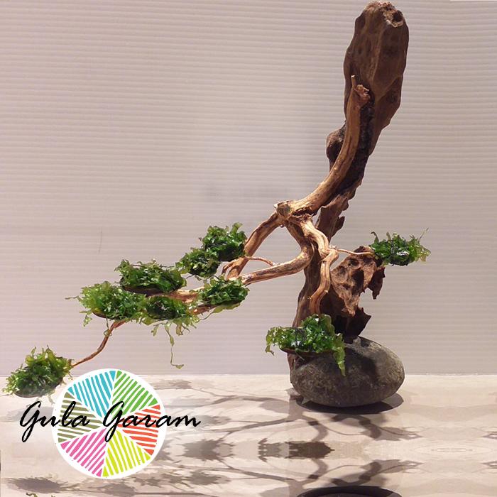 Jual Bonsai Moss Kayu Rentek Tanaman Aquascape Hiasan Aquarium Ikan ...