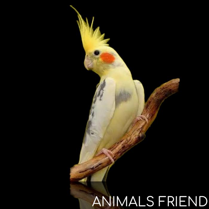 Promo BURUNG PARKIT AUSTRALIA / FALK AUSTRALI Cicil 0% 3x - Kota ...