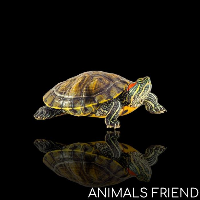 Jual Kura-Kura Brazil / Red Eye Slider Turtle - Kota Tangerang ...