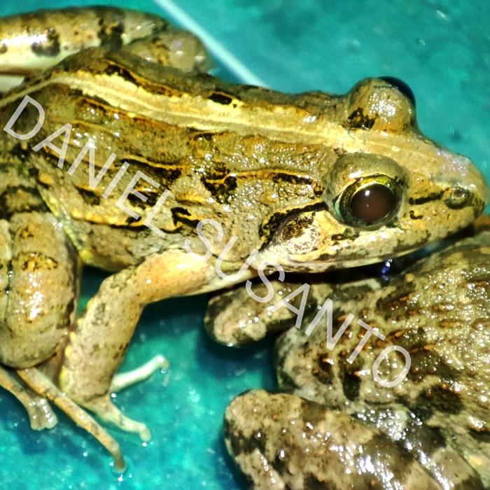 Jual bancet/katak sawah pakan predator sudah karantina - Kab ...