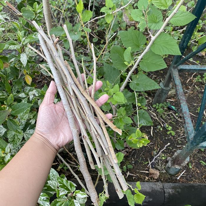Jual Stek Batang Murbei Fresh Cutting - Kota Surabaya - petsofeugene ...