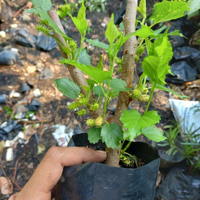 Jual pohon murbei bahan bonsai - Kota Tangerang - shafa flowers | Tokopedia