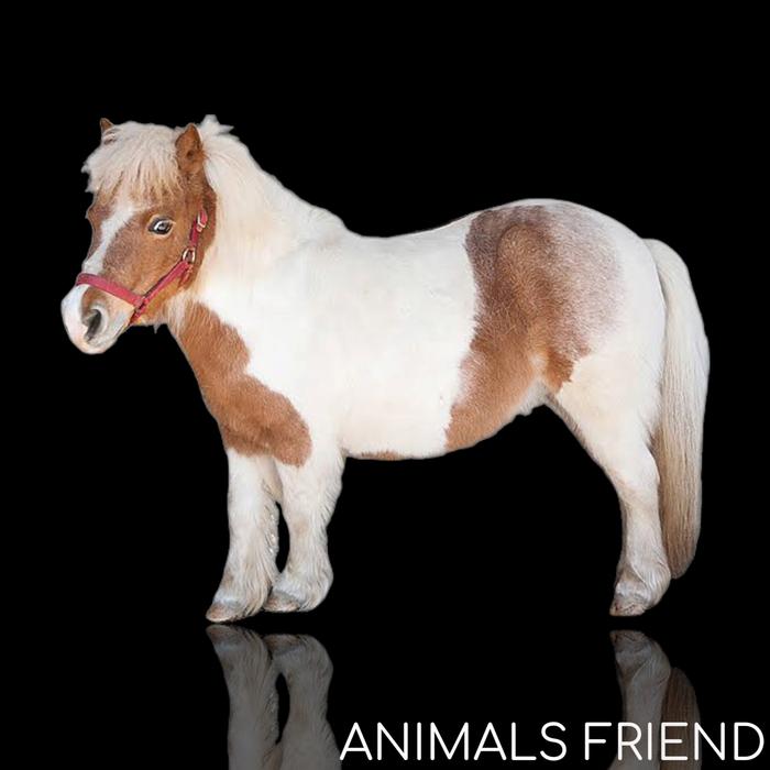 Promo Kuda Pony / Kuda Shetland Pony Import Cicil 0% 3x - Kota ...
