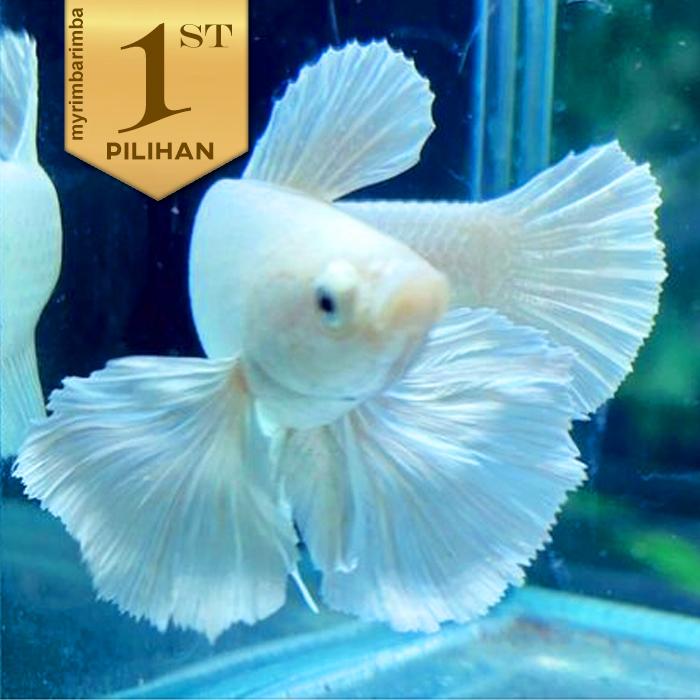 Jual Cupang Plakat Platinum Dumbo Ear Ikan Hias Aquarium Tanaman ...