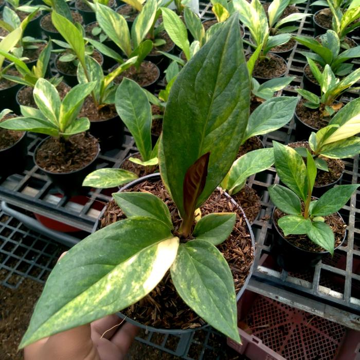 Jual Anthurium Jemani Tanduk Black Variegata Jemani Tanduk Hitam Var ...