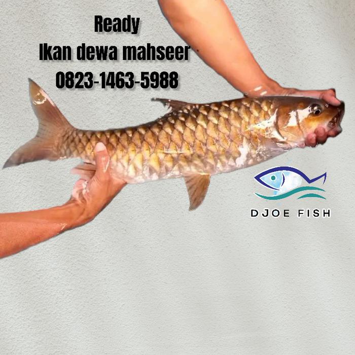 Jual ikan dewa mahseer kancra 10cm - Kab. Pemalang - DJOE FISH | Tokopedia