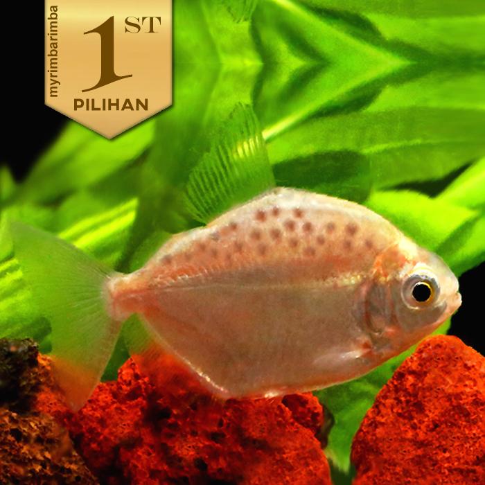 Jual Ikan Hias Silver Dollar Hiasan Aquarium Tanaman Air Tawar ...
