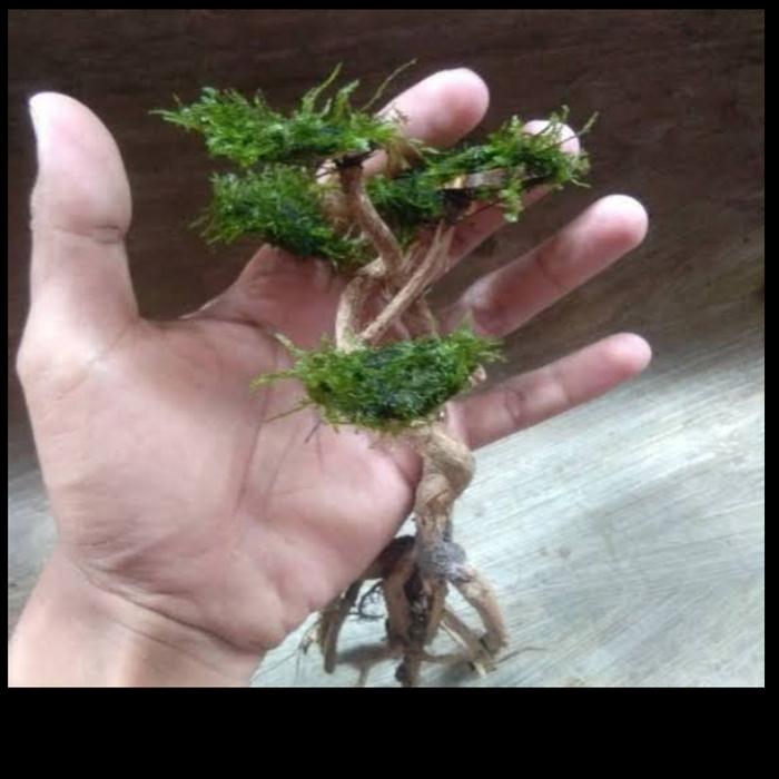 Jual Bonsai mini+MOS java aquascape - Jakarta Utara - RAMBU AQUATIC | Tokopedia