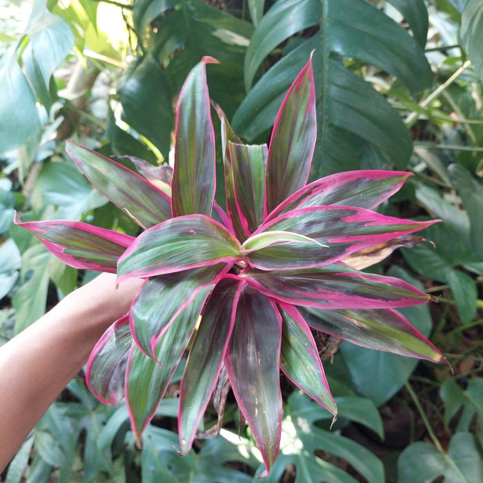 Jual Tanaman Hias Hanjuang Mini - Pohon Mini - Tanaman Outdor - Kota ...