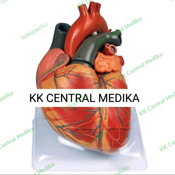 Jual Manekin Alat Peraga Model Anatomi Jantung Dewasa Adult Heart ...