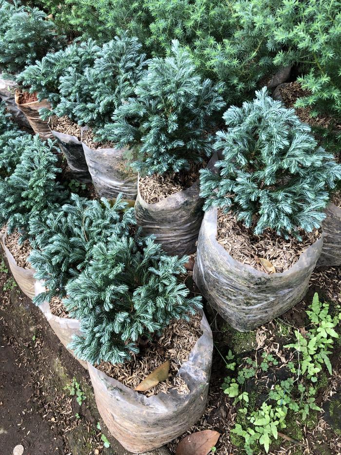 Jual Pohon Cemara Perak | Juniperus Squamata Blue Star - Jakarta Timur ...