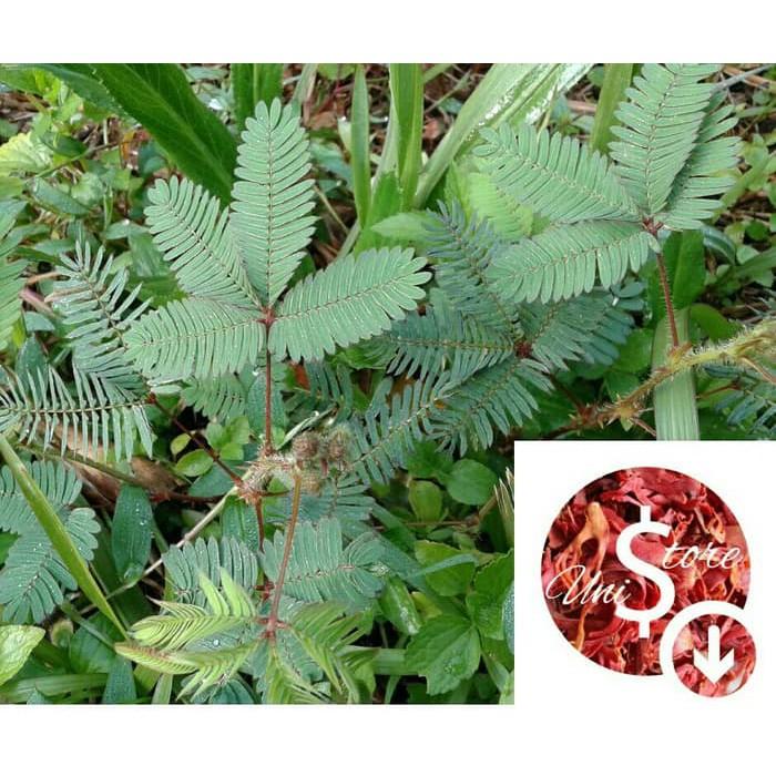 Jual daun Putri malu segar fresh 300gram - Kab. Pangandaran - Tanaman Hias dan Herbal_NEW ...