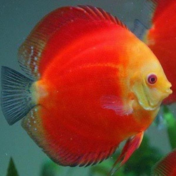Jual ikan hias air tawar aquarium discus diskas red melon aquascape ...