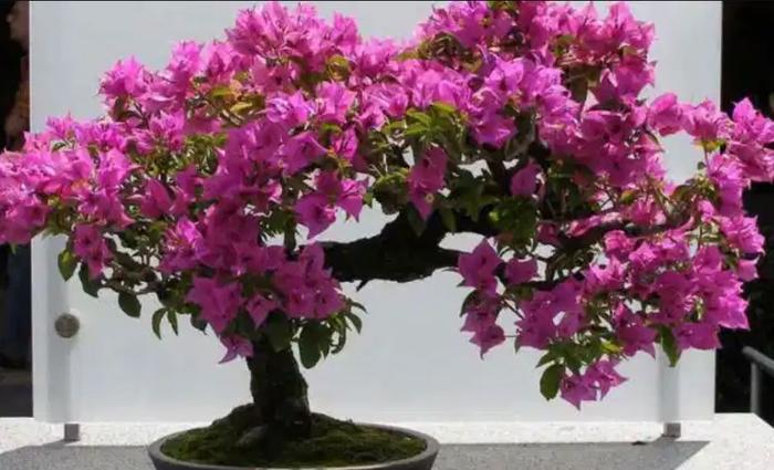 Jual Bunga Kertas bugenvil / bougenville /Bougainvil - Merah Muda ...