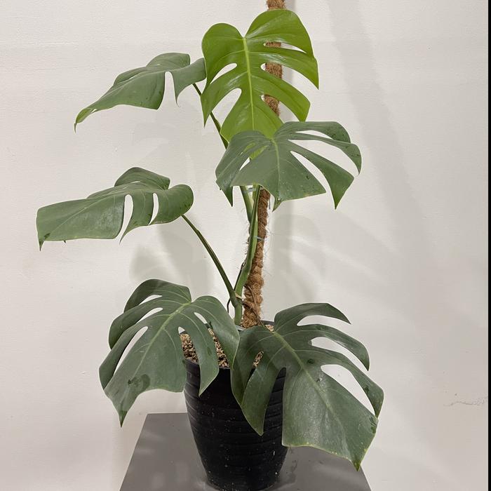 Jual Monstera Deliciosa| Tanaman Indoor| Lanscaping | Tanaman Hias ...