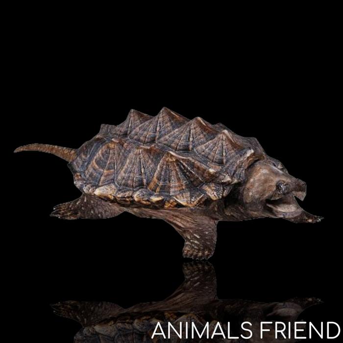 Promo KURA-KURA COMMON SNAPPING TURTLE / CST Cicil 0% 3x - Kota ...