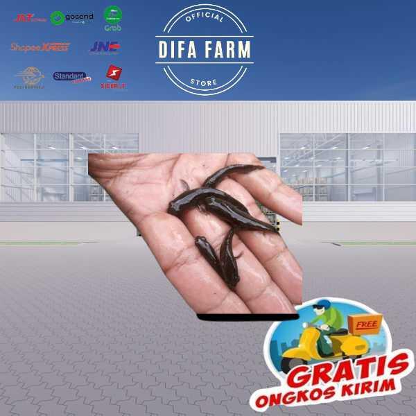 Jual Bibit Ikan Gabus Hidup Murah Berkualitas 100 ekor Bonus Pelet 100 ...