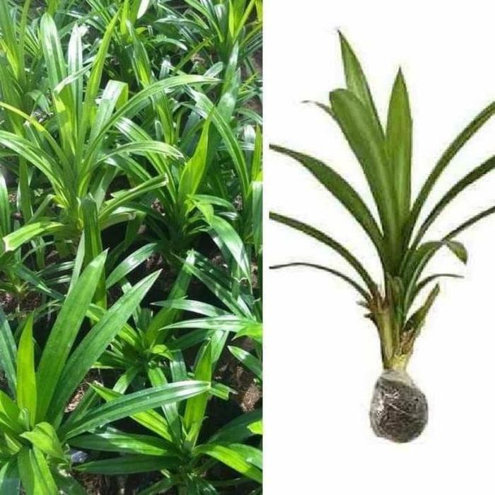 Jual bibit pandan wangi daun pandan pohon pandan tanaman pandan - Kota ...