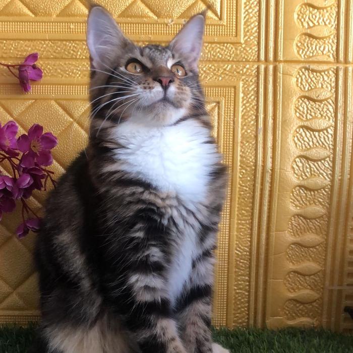 Jual kucing persian mainecoon betina 5 bln vaksin done - Kota Tangerang ...