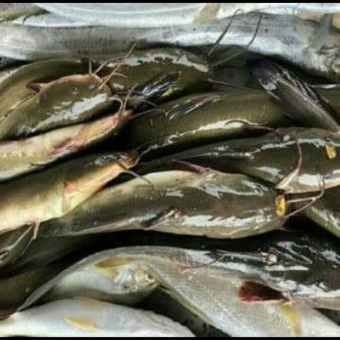 Jual ikan sembilang fresh 1kg - Jakarta Utara - Seafood Nusantara ...