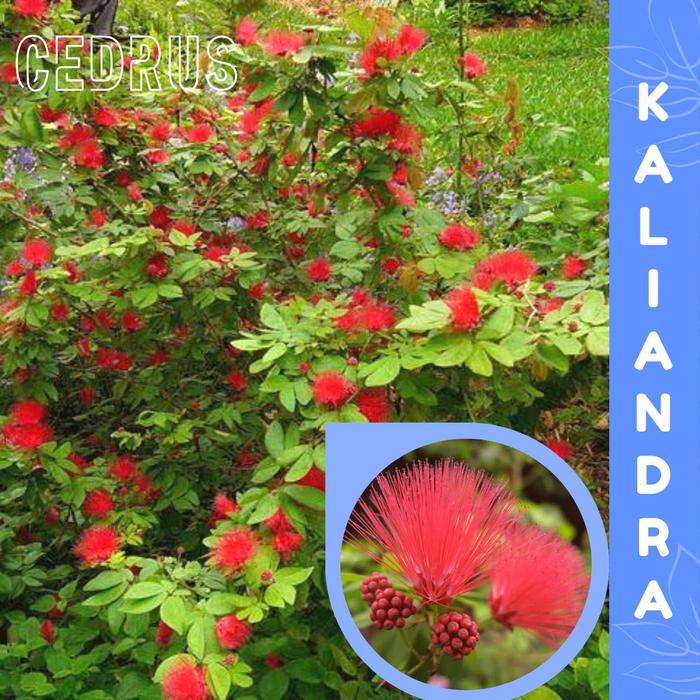 Jual Benih KALIANDRA MERAH - Bibit Biji Pohon Bunga - Kota Bandung ...