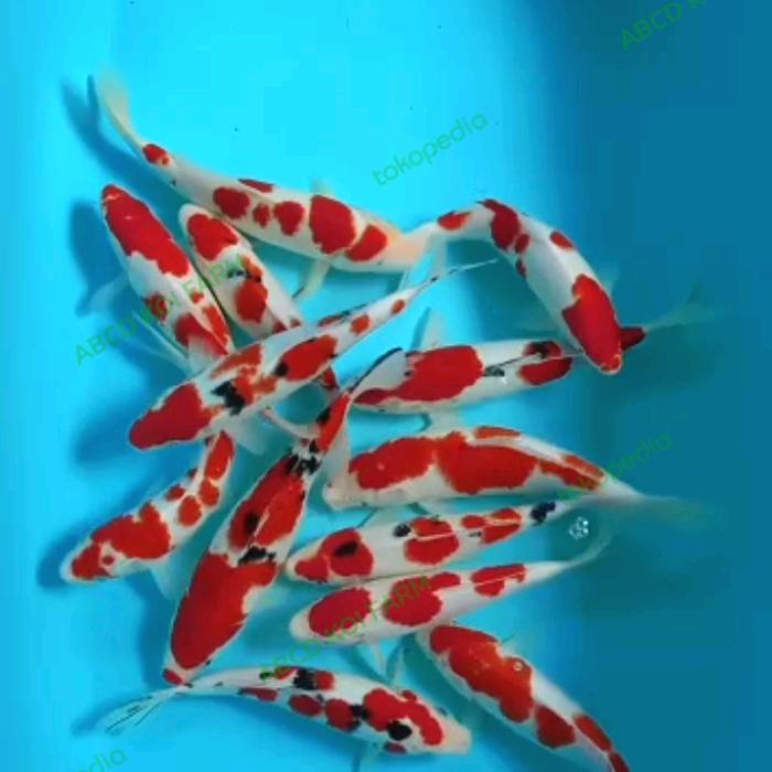Promo ikan koi Blitar kohaku sanke paket 10 ekor size 20cm termurah 😍 ...