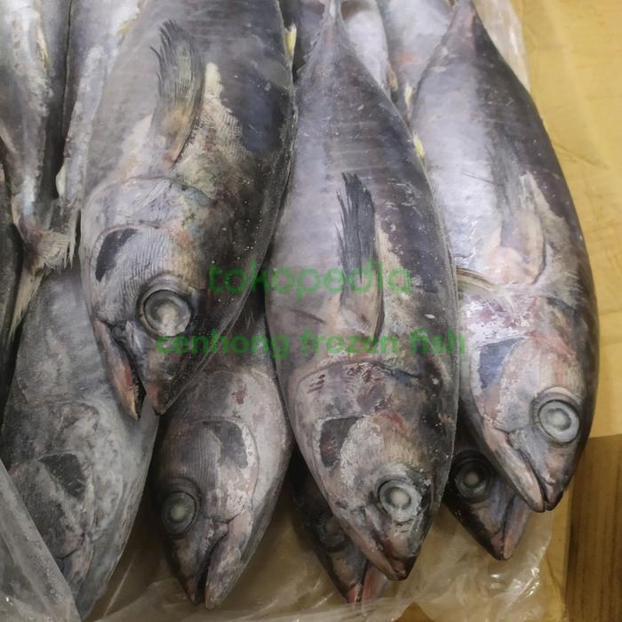 Jual ikan baby tuna 1-4 ekor per kg - Jakarta Utara - cenhong frozen ...