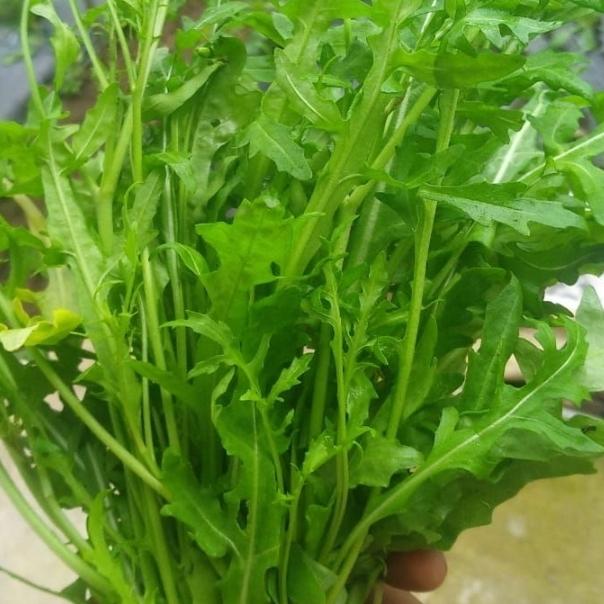 Jual aragula rocket wild 100 gram - Jakarta Pusat - Pak Sayur | Tokopedia