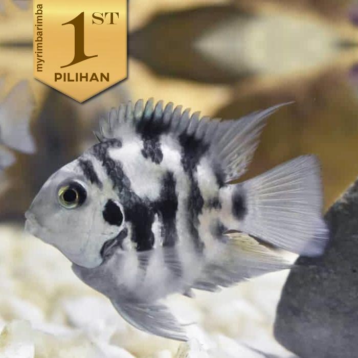 Jual Blue Polar Parrot Cichlid Ikan Hias Aquascape Hiasan Aquarium ...