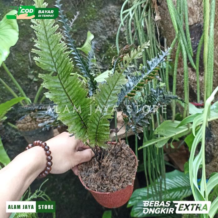 Jual tanaman hias pakis embun batu hitam pakis kaca dengan media tanam ...