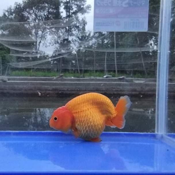 Jual rancu gold / ikan mas koki rancu short body - Kota Tangerang ...