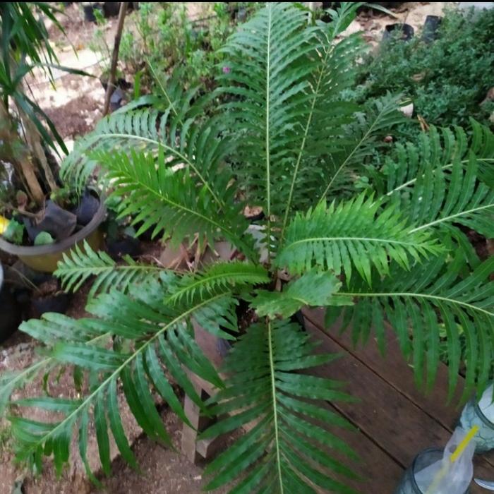 Jual tanaman pakis papua/pohon pakis/palem pakis - Kota Bogor - EXSOTIC ...