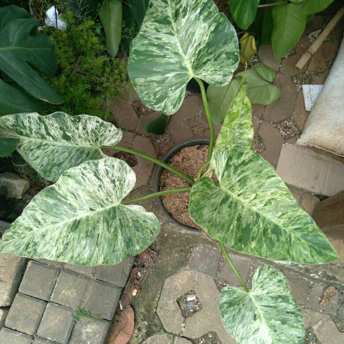 Jual Tanaman Hias Philodendron Giganteum Marble Variegata Big Size ...