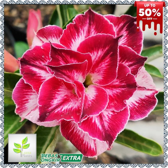 Promo bunga adenium red claus - tanaman adenium bunga kamboja - Kota ...