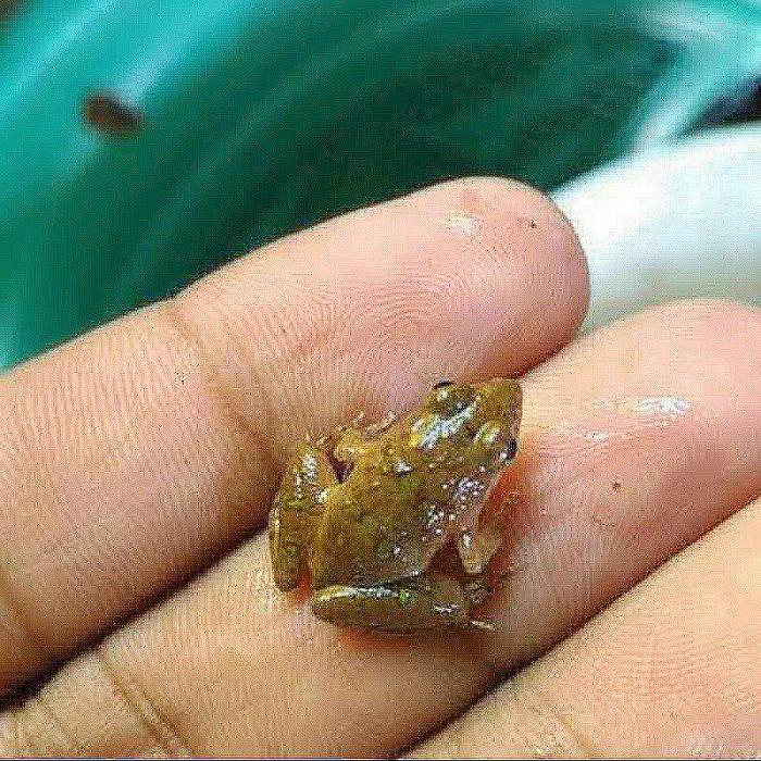 Jual Anak Katak - Baby Katak - Kodok Air Size 1-2 Cm - Beli 50 Gratis ...