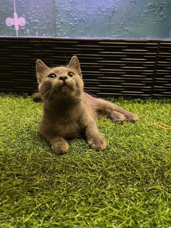 Jual Kucing kitten BSH British Shorthair Pure non ped - Kota Tangerang ...