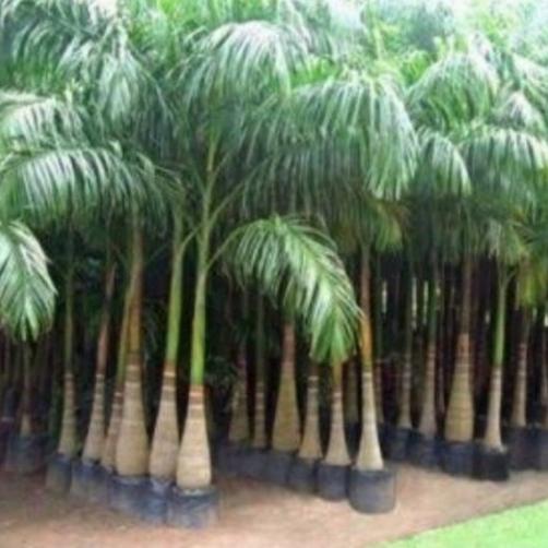 Jual pohon palem raja - tanaman pohon palem raja - Kab. Bogor - Tania ...