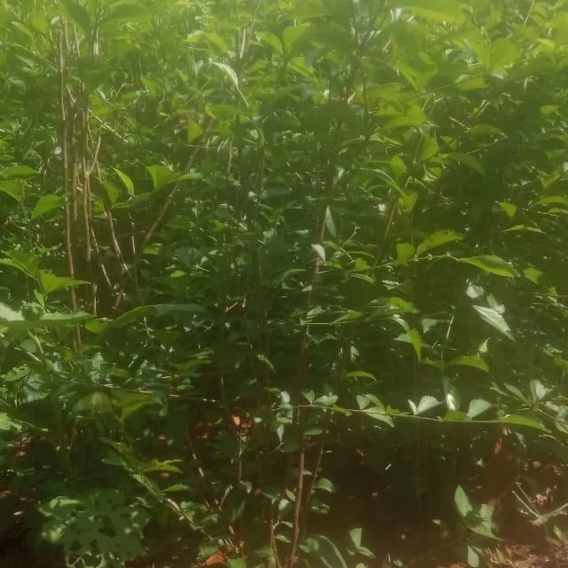 Jual Pohon pagar teh tehan 1 meter - Kab. Bogor - Syabilla Landscape ...