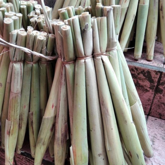 Jual Turubuk/Trubus/Telor Tebu/Endog Tiwu per ikat - Jakarta Barat ...