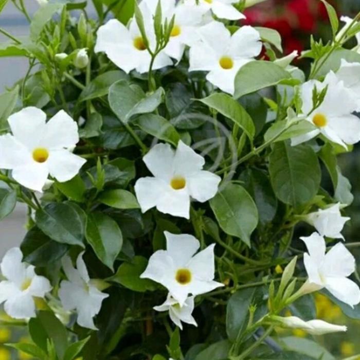 Jual tanaman hias rambat bunga mandevilla putih-tanaman pergola - Kab ...