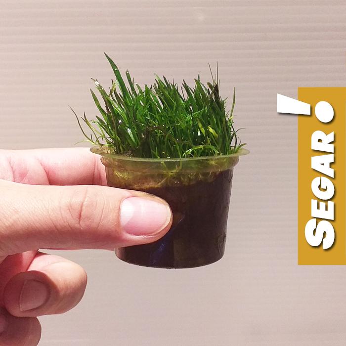 Jual Rumput Lilopsis Cup Tanah Tanaman Air Aquascape Hiasan Aquarium ...