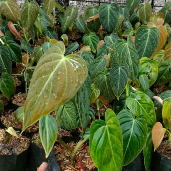 Jual philodendron melano real pictur tanaman hias - Kota Depok - TAMAN ...