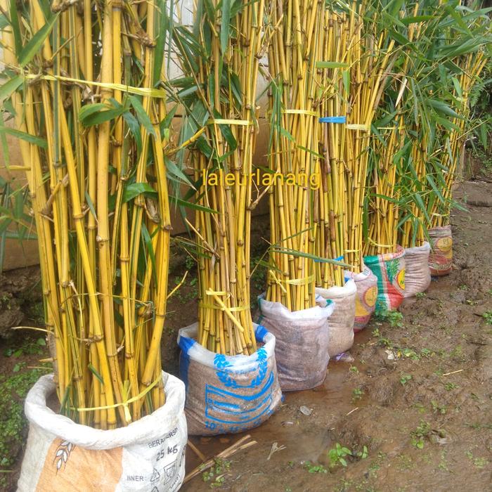 Jual #bibit bambu kuning ukuran tinggi 130cm - Kota Bekasi ...