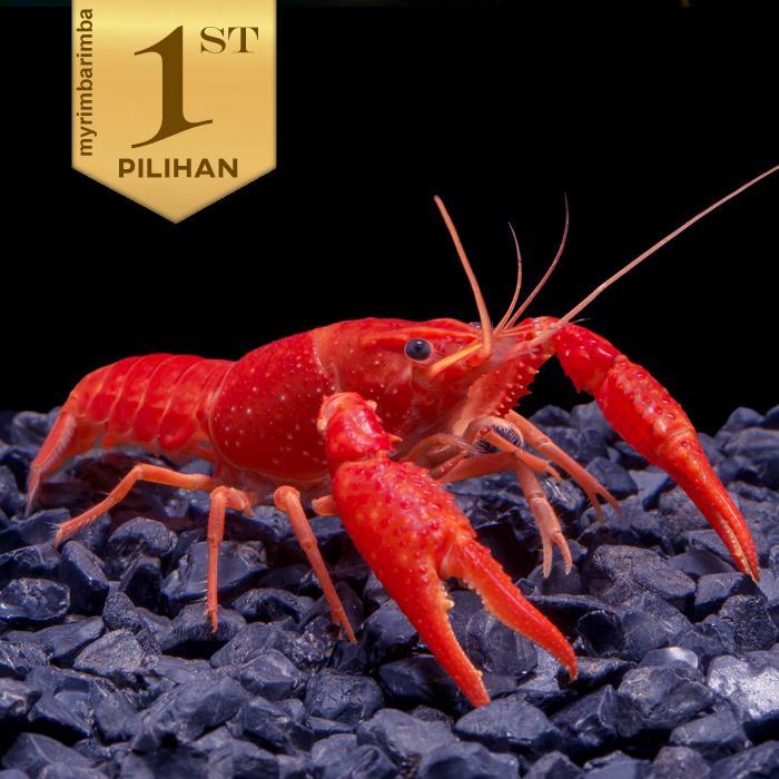 Jual Lobster Merah Hiasan Aquarium Tanaman Aquascape Paludarium Ikan ...