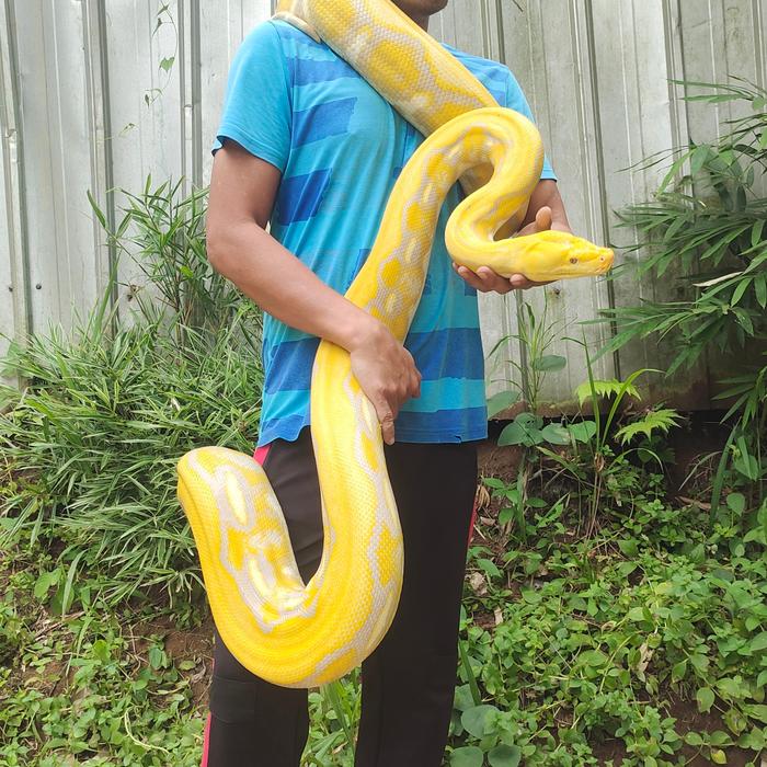 Jual ular albino jumbo. jinak dan cakep. phiton pyhton phyton piton ...